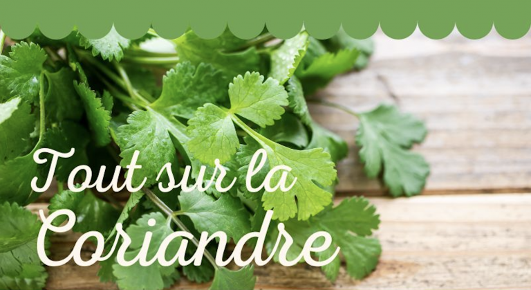 Semaine du goût : Tout sur la coriandre - Satim